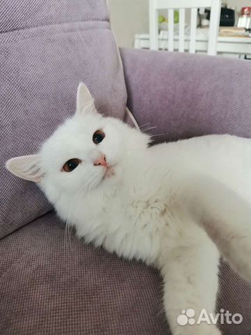 Сибирская кошка