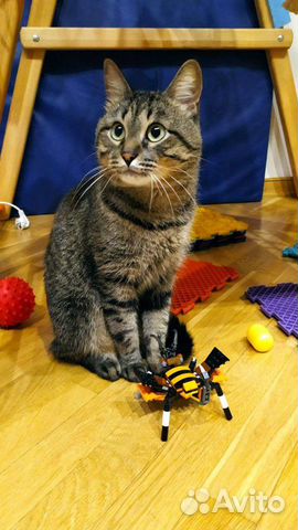 Ласковый котей в добрые руки