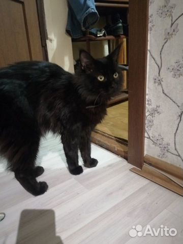 Котик ищет невесту