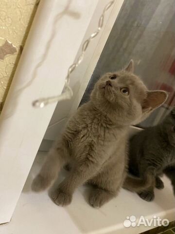 Шотланские котята