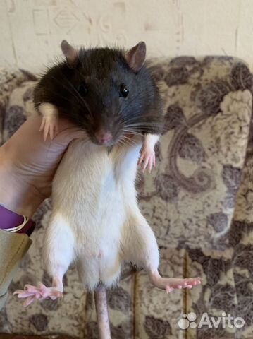 Крысы в добрые руки