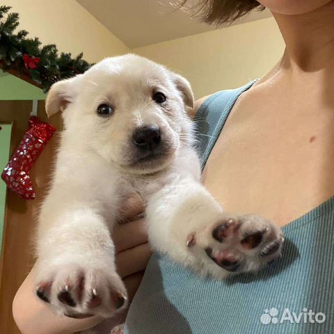 Щенок в добрые руки бесплатно