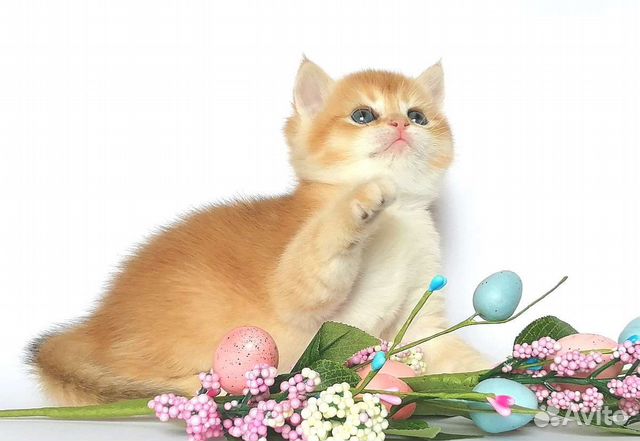 Золотые шиншиллы