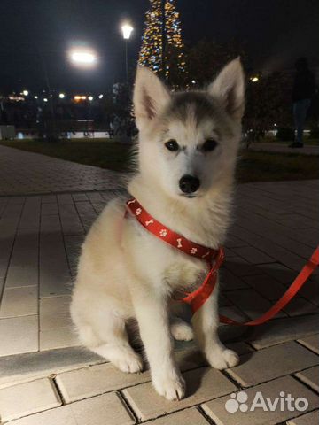 Хаски