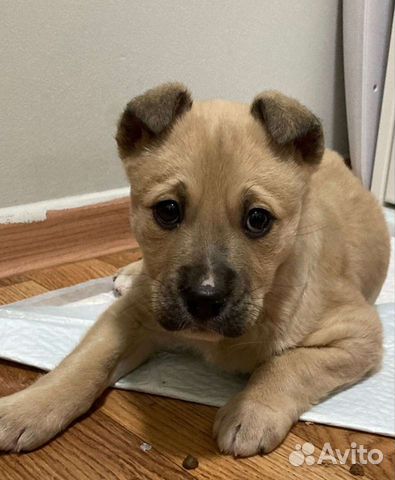 Как объяснить крохе-щенку, что никому она не нужна