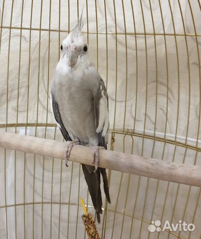 Самец безщекой кореллы
