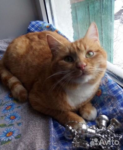 Кошки в добрые руки