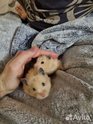 Сирийские Хомяки