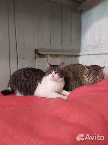 Бася ищет дом