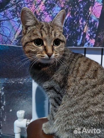 Европейская