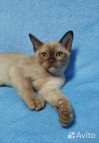 Маленькая Принцесса Европейской бурмы