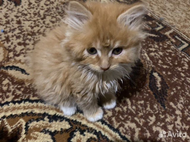 Курильский бобтейл