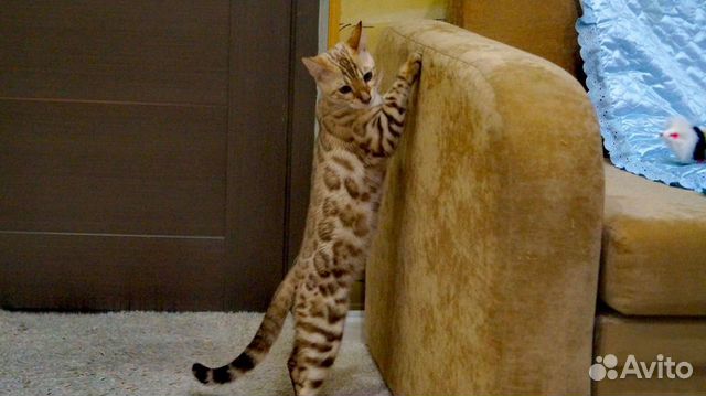 Бенгальские котята