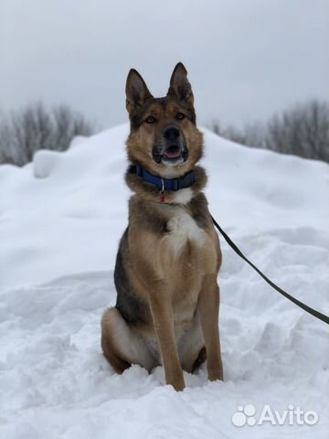 Собака в добрые руки овчарка