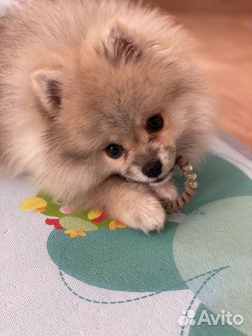 Продам шпица