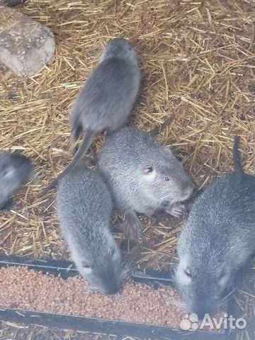 Нутрии на племя