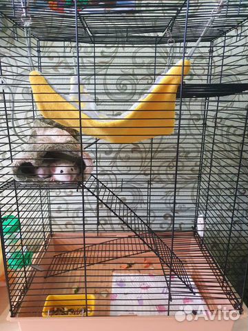 Крыски Дамбо с клеткой