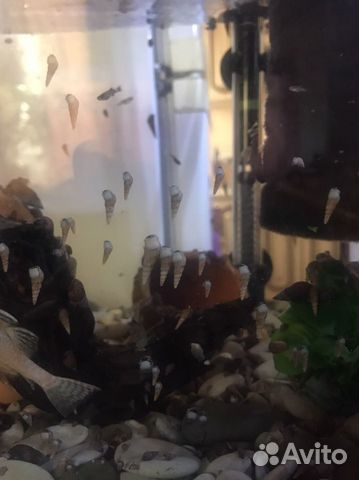 Аквариумные улитки