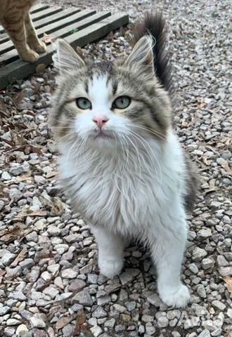 Очень пушистый котенок