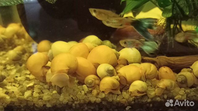 Улитки ампулярии молодь