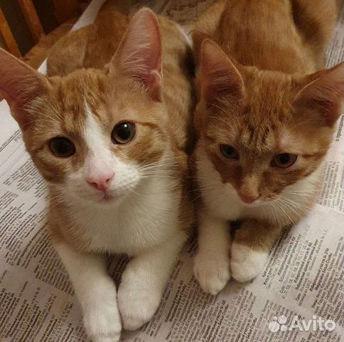 Котята рыжые мальчик и девочка 4мес привиты