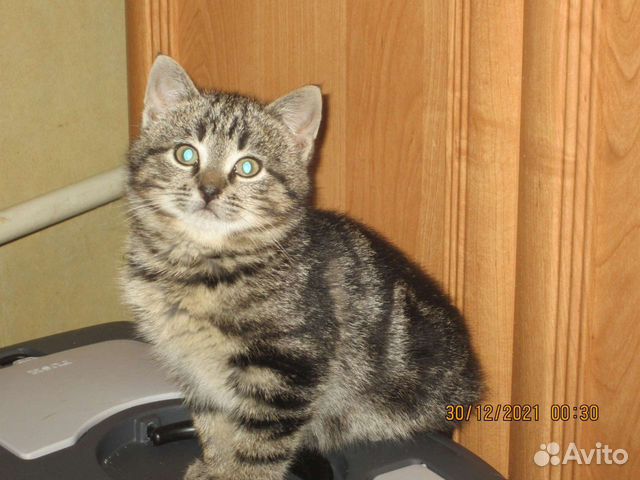 Батончик (Мальчик 2м)