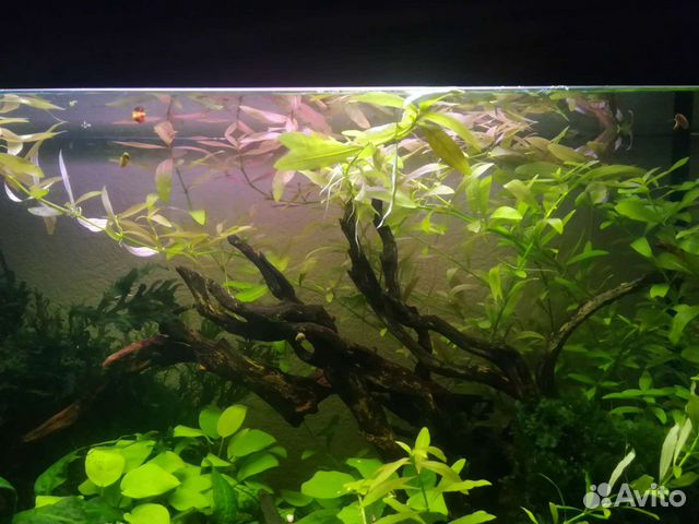 Людвигия и папоротник