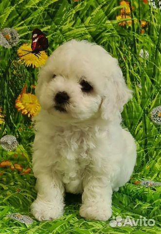 Бишон фризе мальчик красавчик