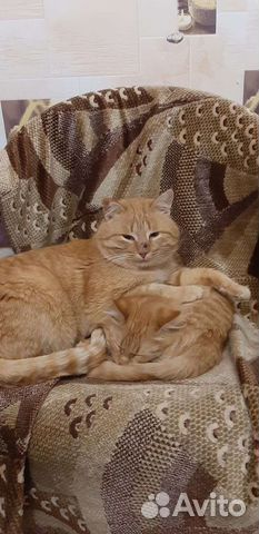 Кот