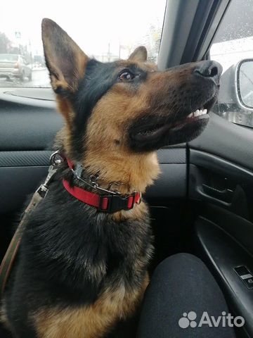 Немецкая овчарка