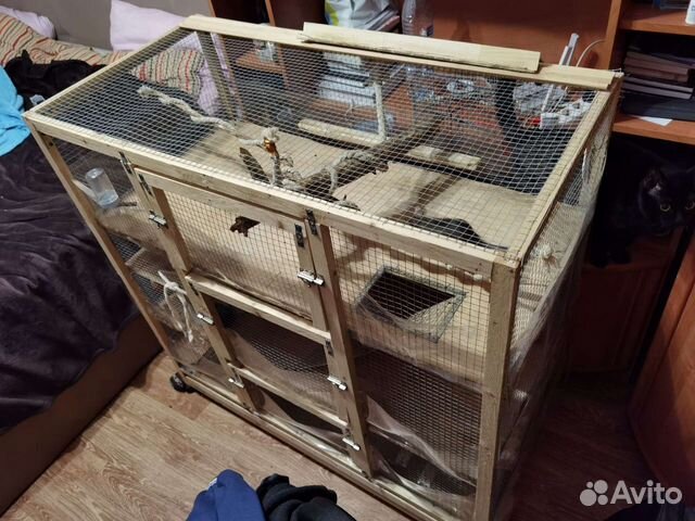 Белка Дегу с клеткой