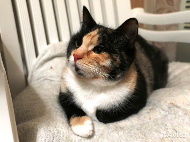 Кошечка, трехцветная, 8 мес., стерилизована