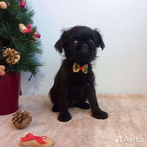 Бельгийский гриффон