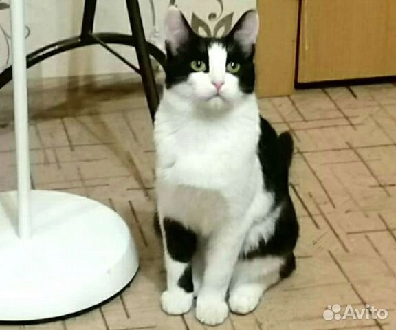 Кот в самые добрые ручки