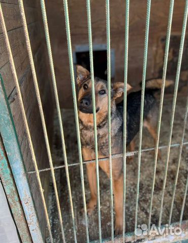 Миленькое создание ищет дом