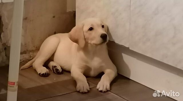 Щенок лабрадора(ретвивер) девочка