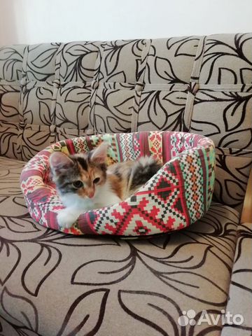 Породистый котенок в дар