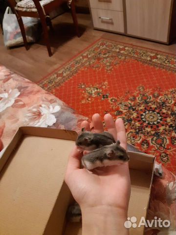 Джунгарские хомячки