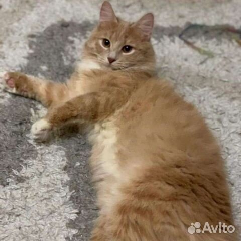 Кошка в дар