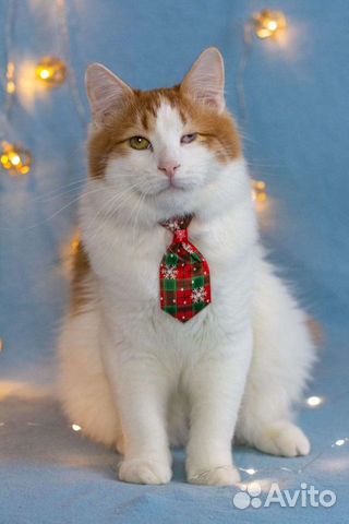 Котенок подросток 9 месяцев в ответственные руки