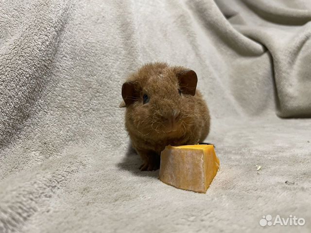 Морская свинка американский Тедди мальчик 2-2