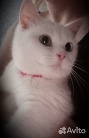 Отдам в добрые руки,кошечка,подбросили,разноглазая