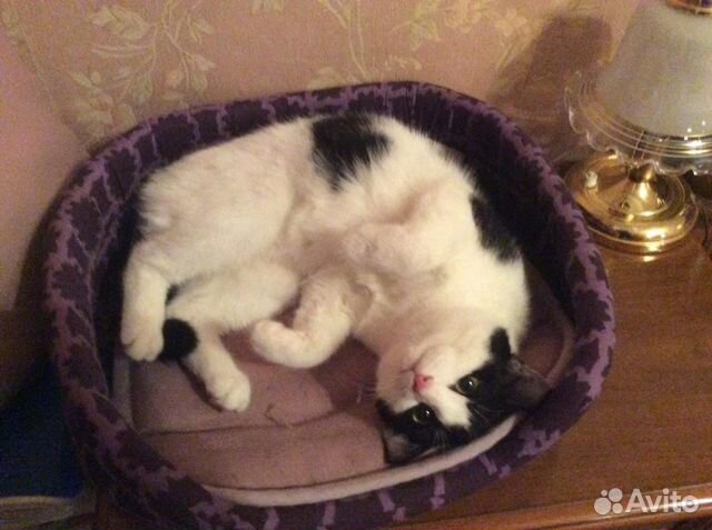Котенок 5 месяцев