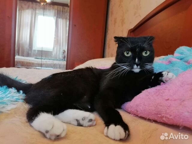 Вислоухая молоденькая кошечка в дар