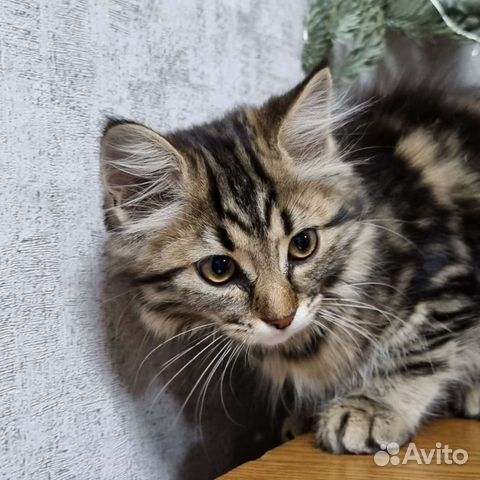 Котята в добрые руки бесплатно