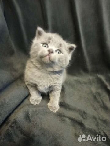 Британские котята