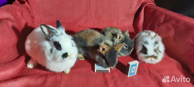 Крольчата месячные, карликовые