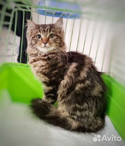 Красота в добрые руки 3 месяца