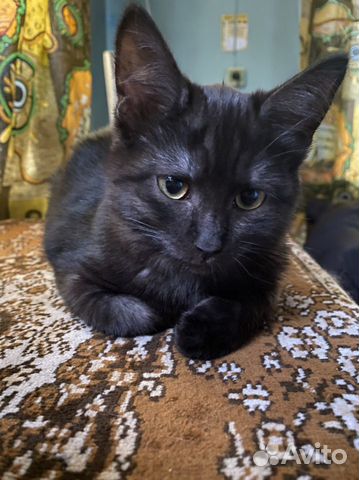 Отдам кошечку девочку в добрые руки