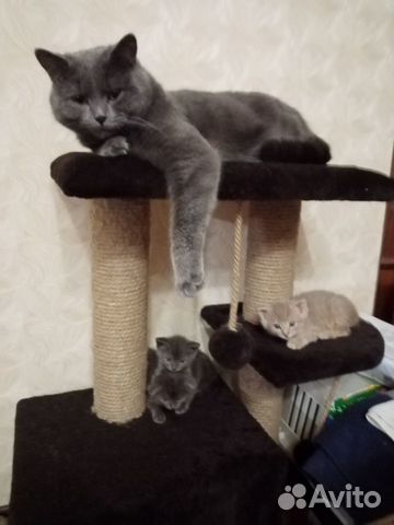 Продам котят